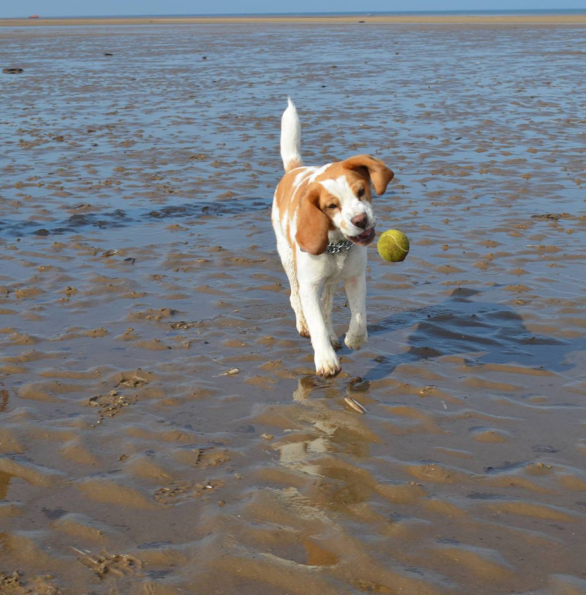 March 2024 – THE BEAGLE CLUB