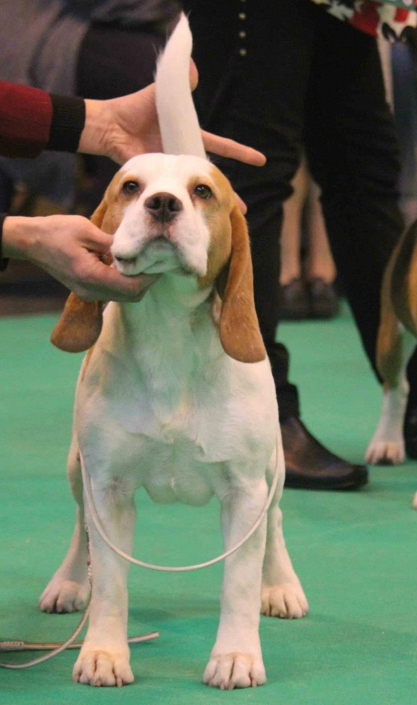 Show Results – THE BEAGLE CLUB