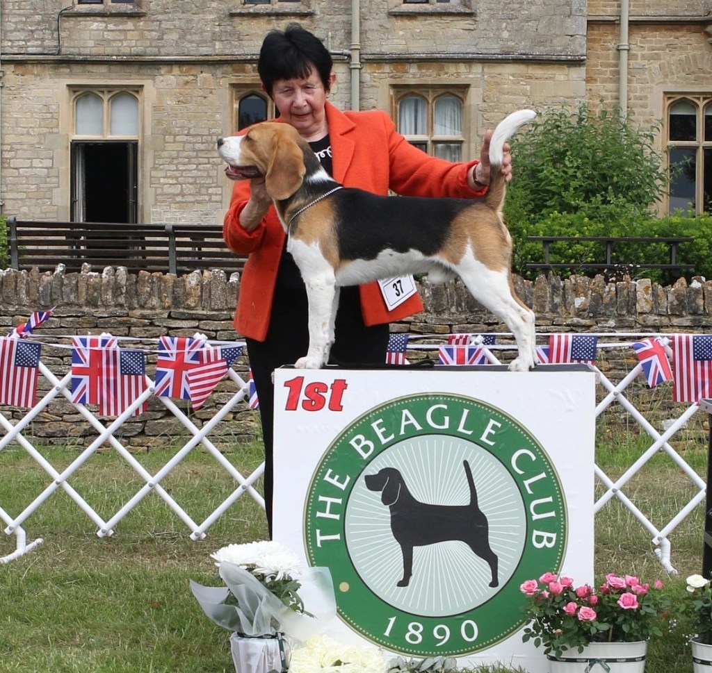 Championship Show Results: 11th June 2023 – THE BEAGLE CLUB