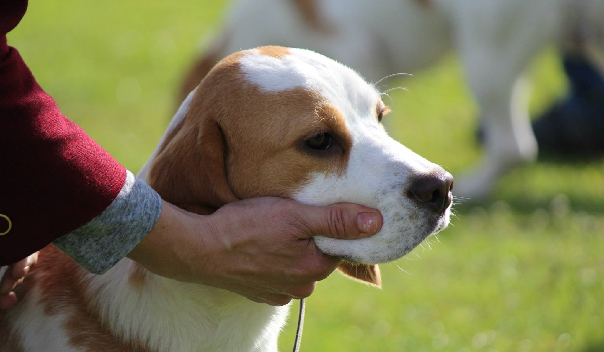 Gallery – THE BEAGLE CLUB