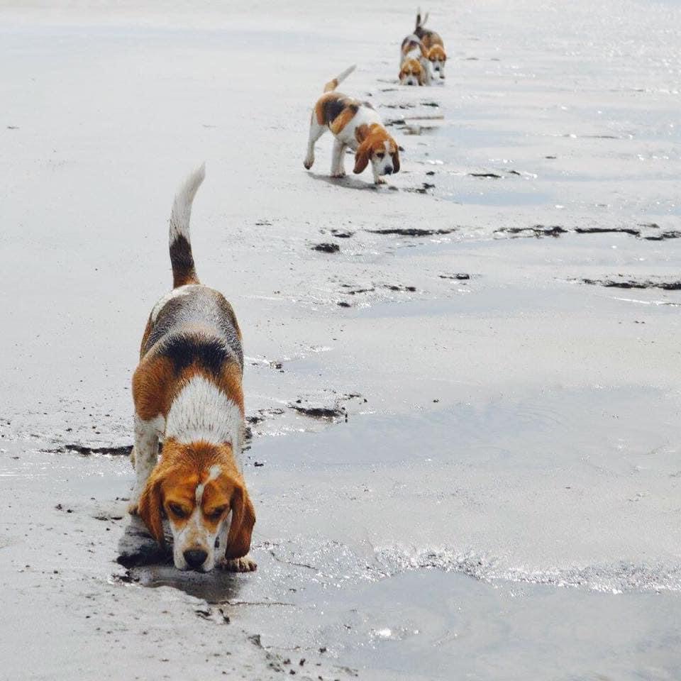 February 2024 – THE BEAGLE CLUB