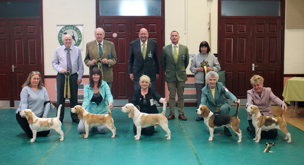 Open Show Results: November 2024 – THE BEAGLE CLUB