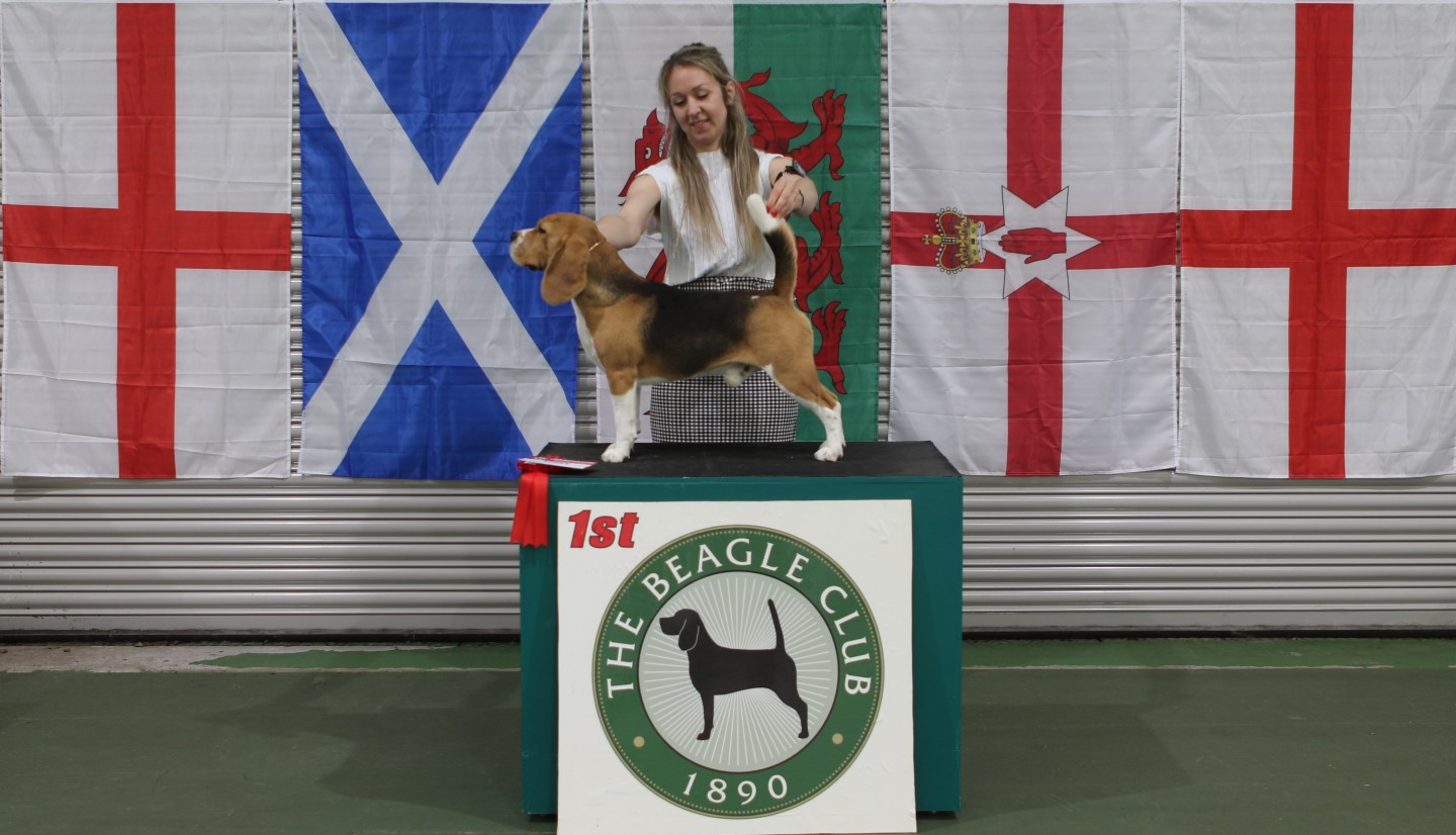 Championship Show Results: 7th June 2026 – THE BEAGLE CLUB