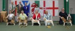 Championship Show Results: 7th June 2026 – THE BEAGLE CLUB